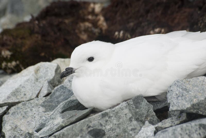 Snow Petrel Chick in the Nest among Rocks. Stock Photo - Image of cold ...