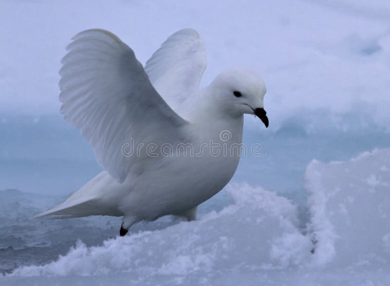 Snow Petrel Chick in the Nest among Rocks. Stock Photo - Image of cold ...