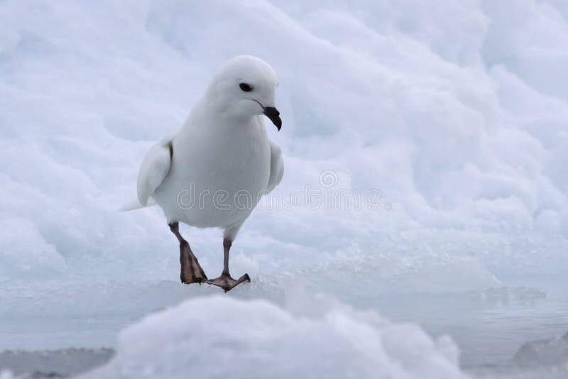 Snow Petrel Who Sits On The Ice Antarctic Stock Image - Image of ...
