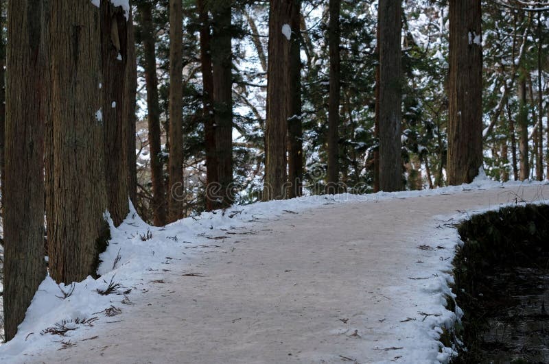 The Snow is Piled and Falling Down on this Path in the Woods Stock ...