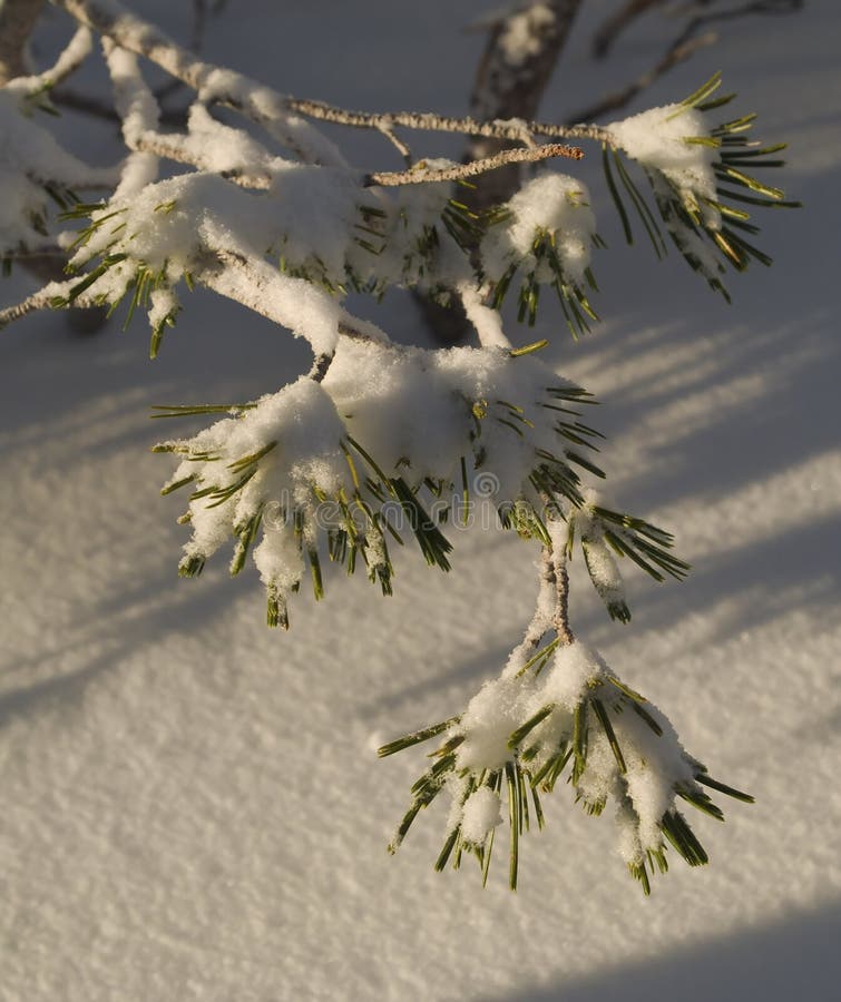 Snow on Pine Needles stock photo. Image of close, needles - 7197296