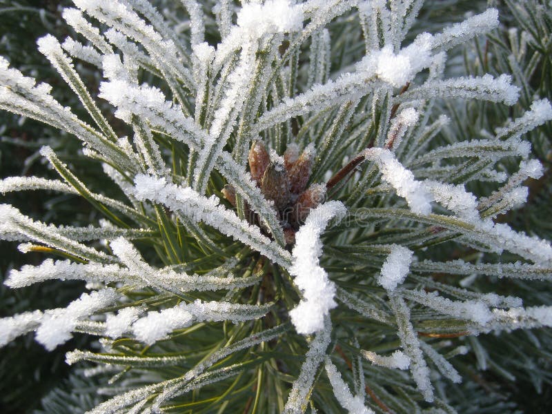 Snow pine-tree stock image. Image of snow, frozen, evening - 7242443