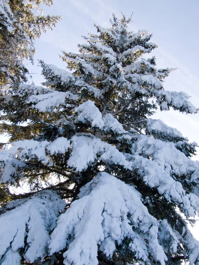 Snow pine-trees stock image. Image of snowy, holiday, seasonal - 6349999