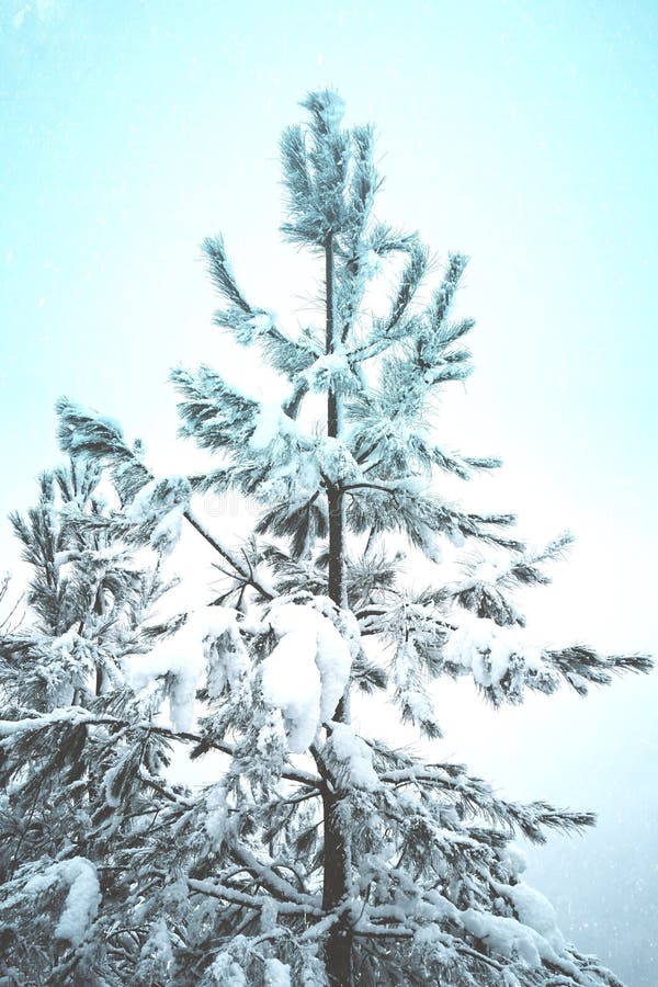 Snow on the Pine Trees in Winter Season, Snowy Days Stock Photo - Image ...
