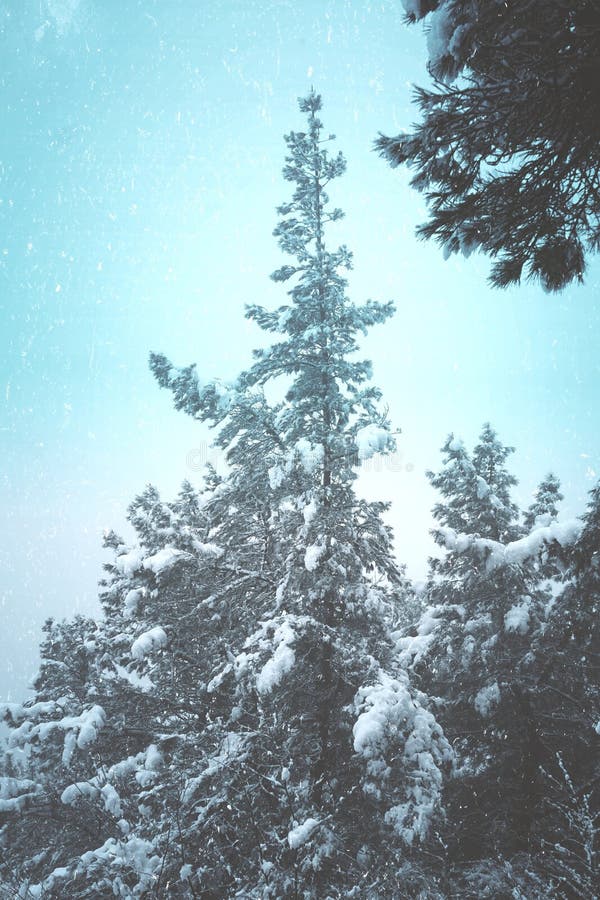 Snow on the Pine Trees in Winter Season, Snowy Days Stock Photo - Image ...
