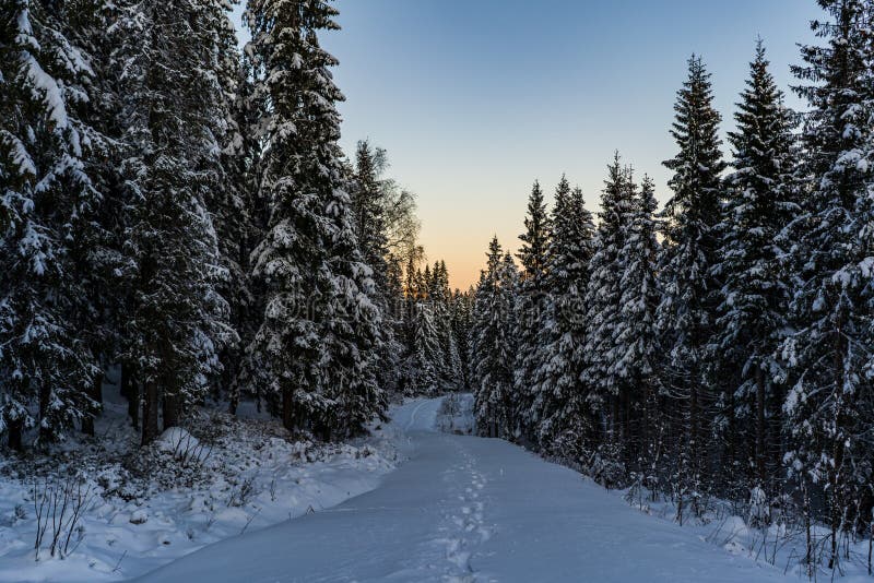 Snow pines norway stock image. Image of hiking, forest - 188575287
