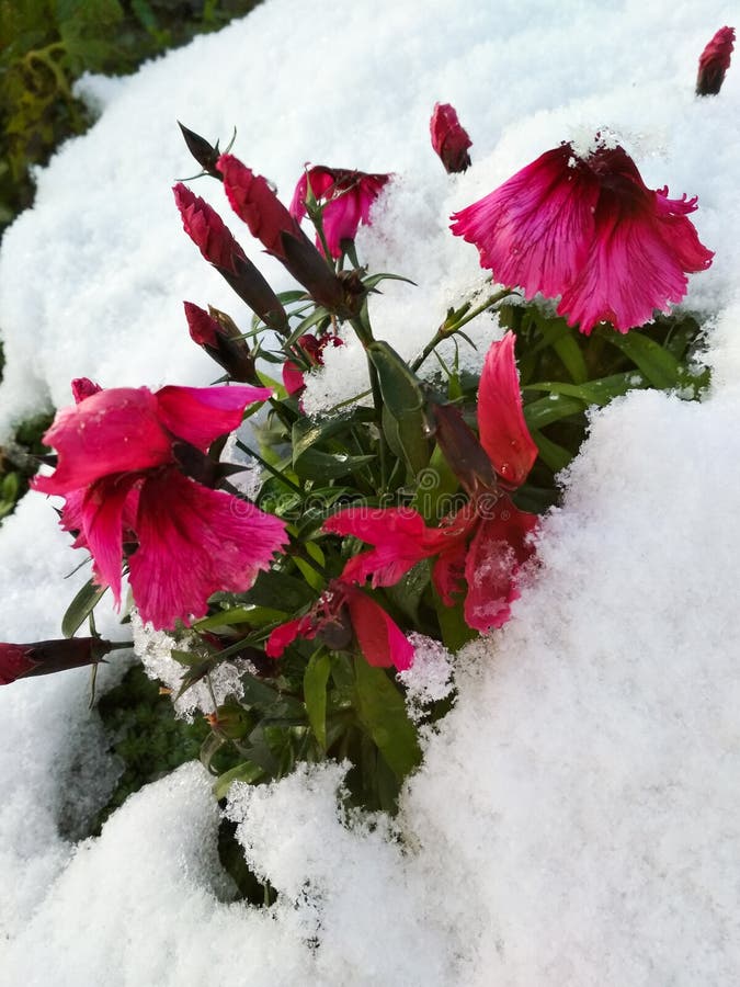Flowers stock image. Image of grass, fall, purple, flowers - 79308163