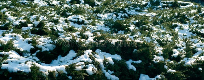 Snow on plants stock photo. Image of frost, winter, natural - 13359394