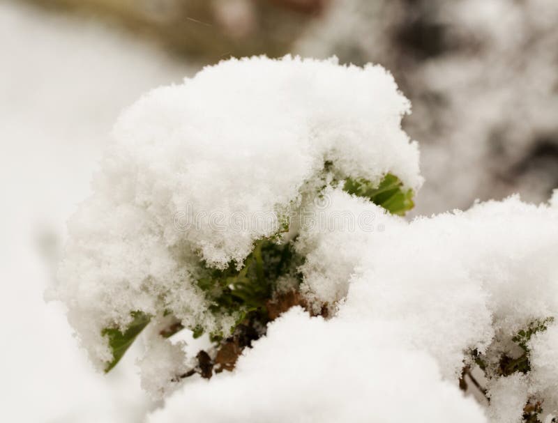 Snow on the plants stock photo. Image of table, cold - 83196332
