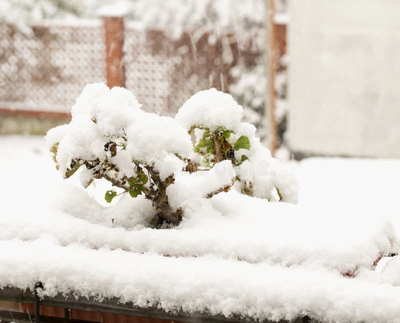 Snow on the plants stock photo. Image of cold, beauty - 83196364