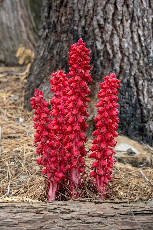 Snow Plants in a Group Burst Out of Ground Stock Photo - Image of ...