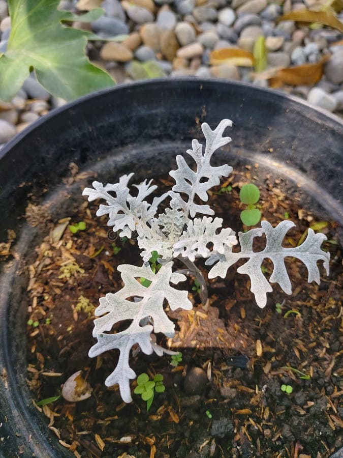 Snow Plants Looking so Pretty Stock Photo - Image of branch, wildflower ...