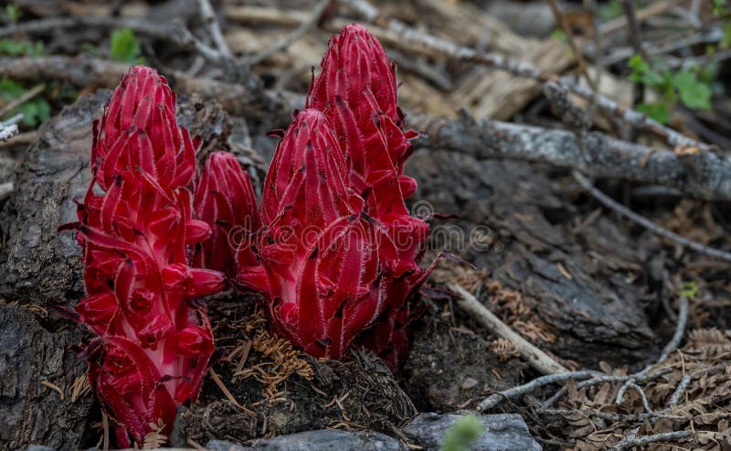 Snow Plants Pop Out of the Sierra Ground Stock Photo - Image of ...