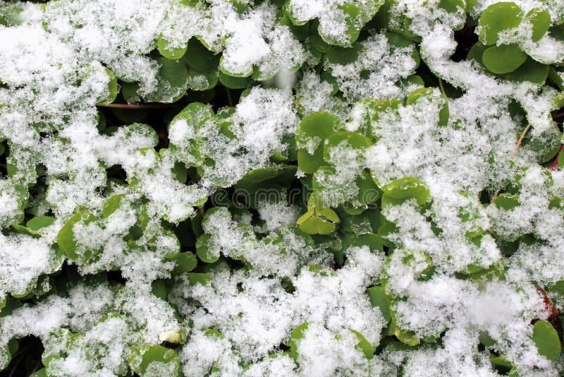 Snow on plants stock photo. Image of natural, field - 108854402