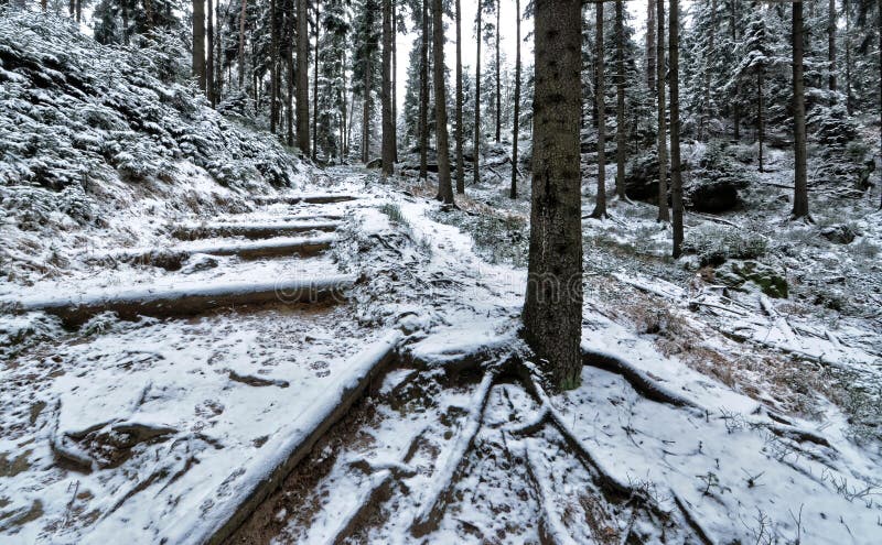 Snow on the Plants and Wood Logs Stock Image - Image of home, plant ...