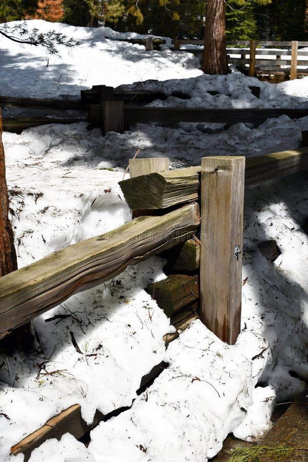 Snow Play is always an Option Stock Image - Image of tree, bright ...