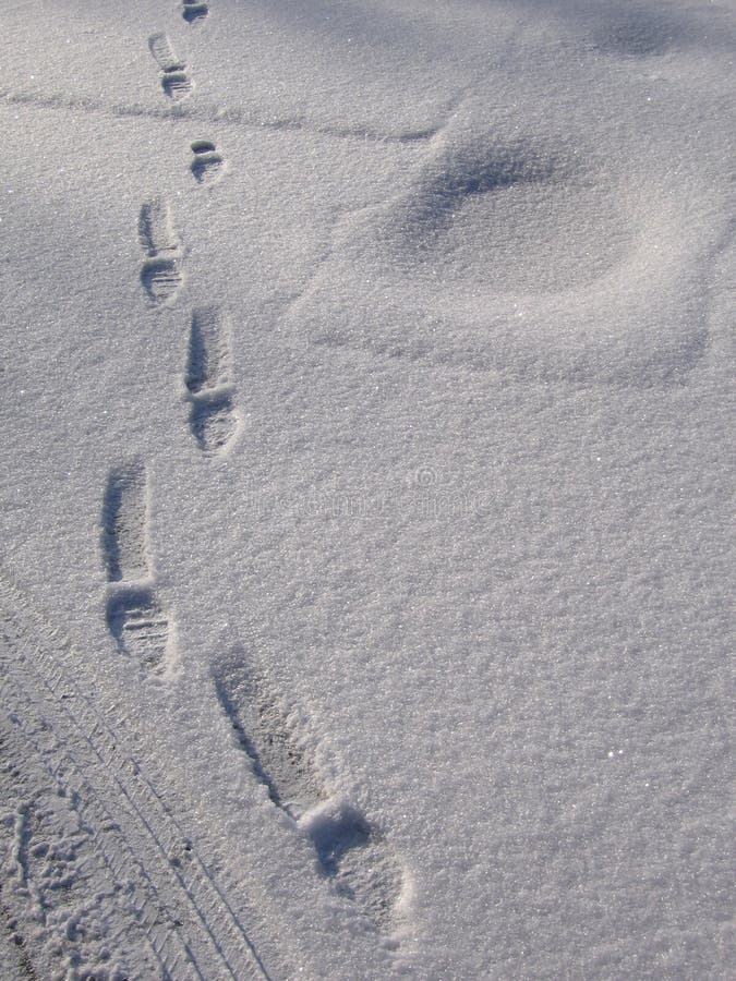 Geese Tracks on Snow stock photo. Image of wildlife, snow - 38406152