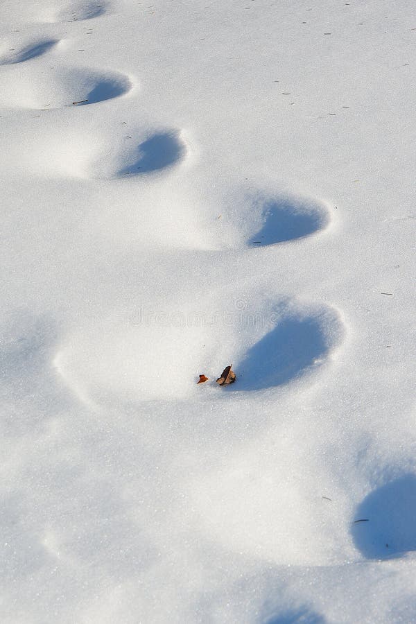 Snow Prints stock photo. Image of shadows, shaped, crystalline - 36352782