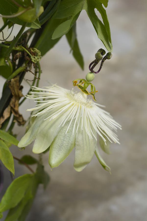 Snow Queen Passion Vine stock image. Image of passionflower - 220467817