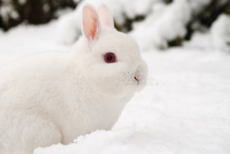 4,768 White Rabbit Snow Stock Photos - Free & Royalty-Free Stock Photos ...