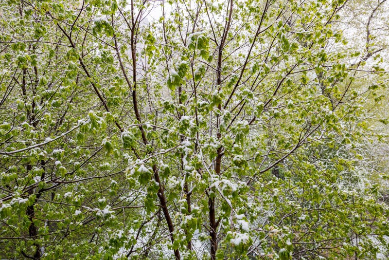Snow with Rain in the Spring in the City Park Stock Image - Image of ...