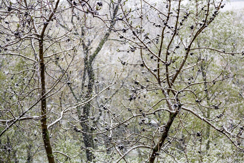 Snow with Rain in the Spring in the City Park Stock Photo - Image of ...