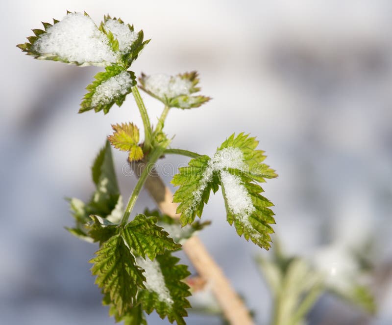 Snow on Raspberry Leaf Spring Stock Image - Image of leaf, nature ...