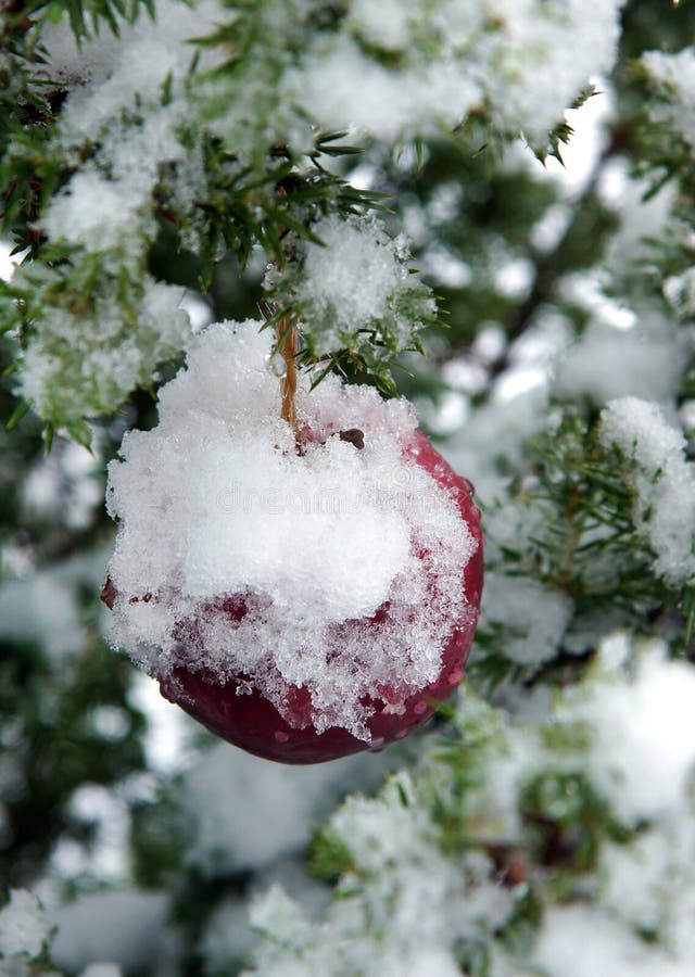 Snow on a red apple stock photo. Image of food, branch - 167952840