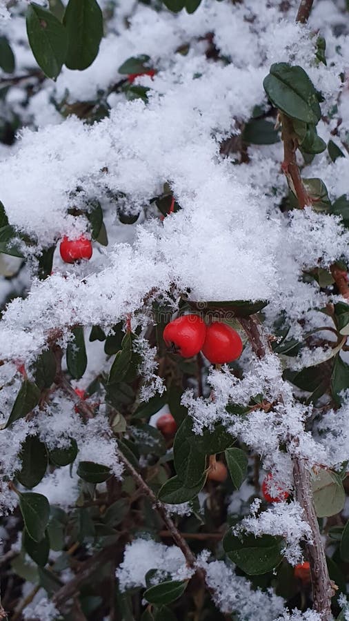 Snow with Red Berries and Leaves in Winter Stock Photo - Image of ...