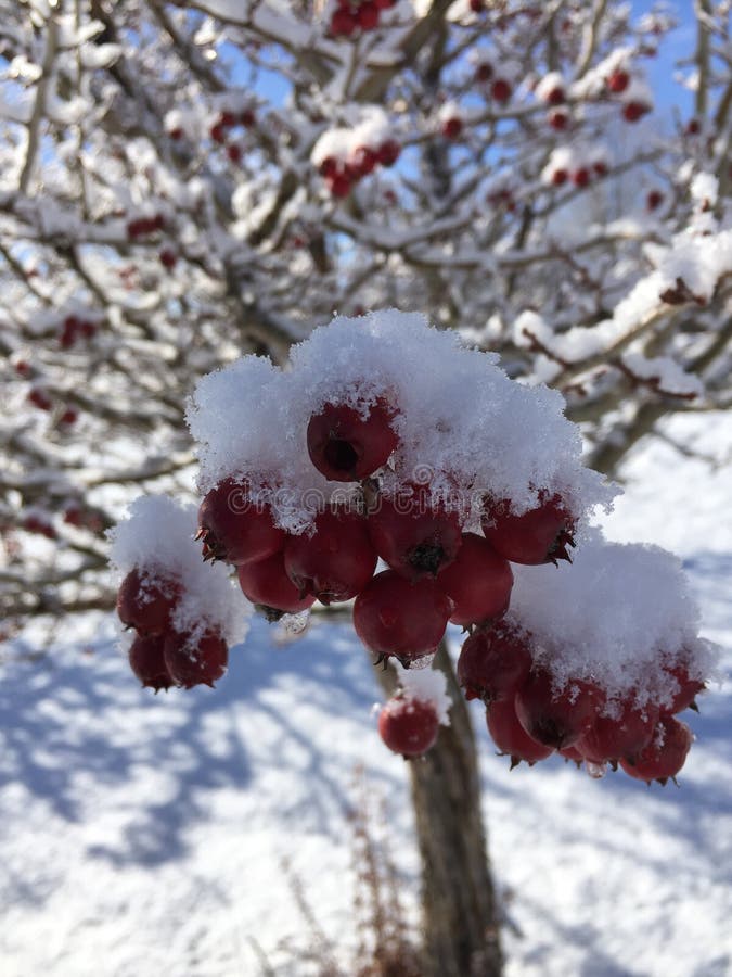 Snow and Red Berries on Tree 5 Stock Photo - Image of berries, delicate ...