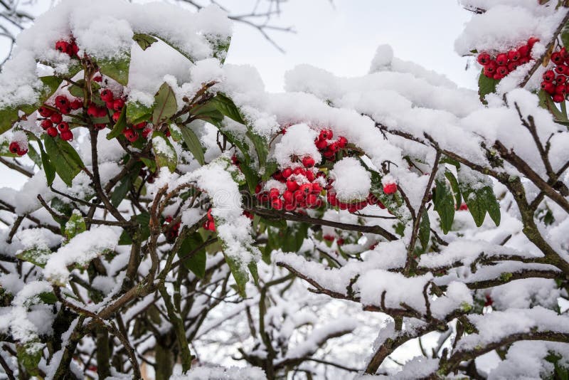 Snow on Red Berry Bush in UK Winter 4 Stock Photo - Image of cold ...