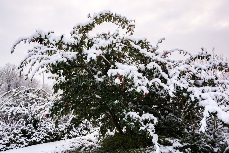 Snow on Red Berry Bush in UK Winter 1 Stock Image - Image of berry ...
