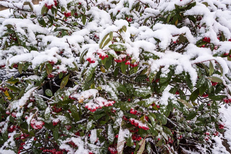 Snow on Red Berry Bush in UK Winter 4 Stock Photo - Image of cold ...
