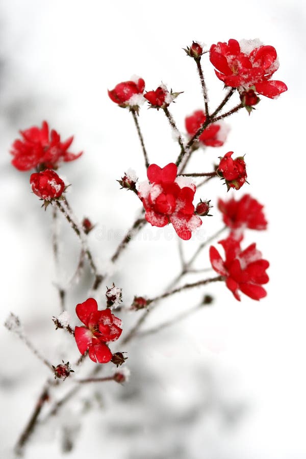 Snow on the red flowers stock photo. Image of season - 46255142