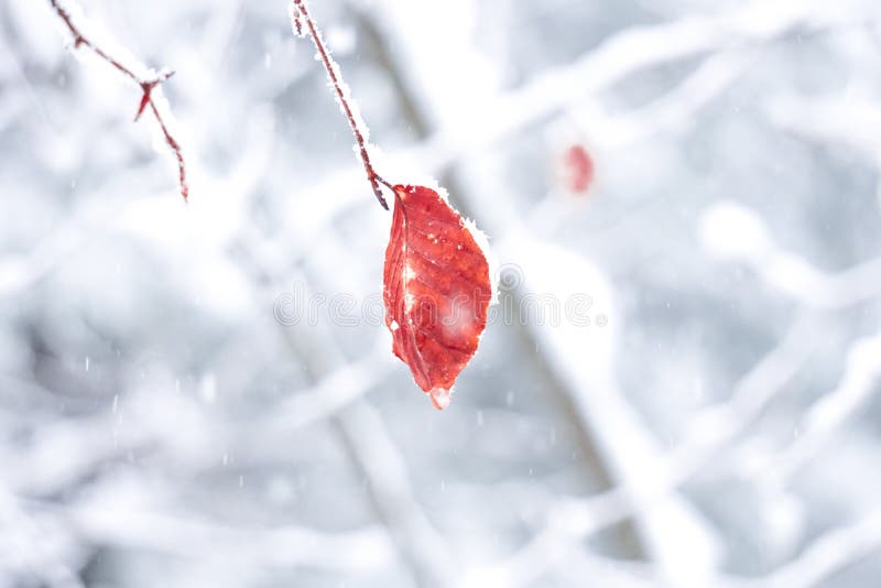Snow on the Red Leaf in Winter Season, Cold Days Stock Photo - Image of ...