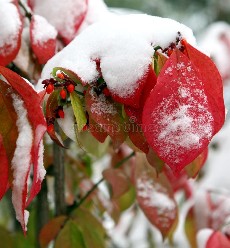 November leaves stock photo. Image of scene, cold, colorful - 1314324