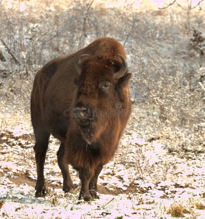 Close Up of a Mature Bull Bison Stock Image - Image of closeup ...