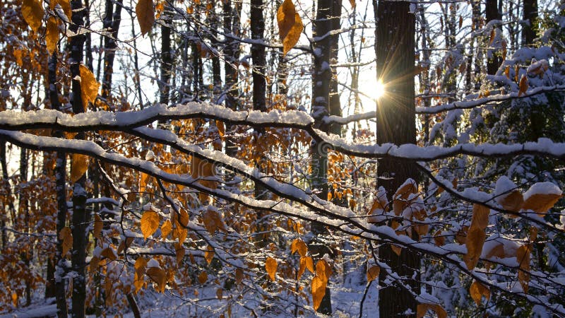 Snow Resting on the Tree Branch in the Forest Stock Photo - Image of ...