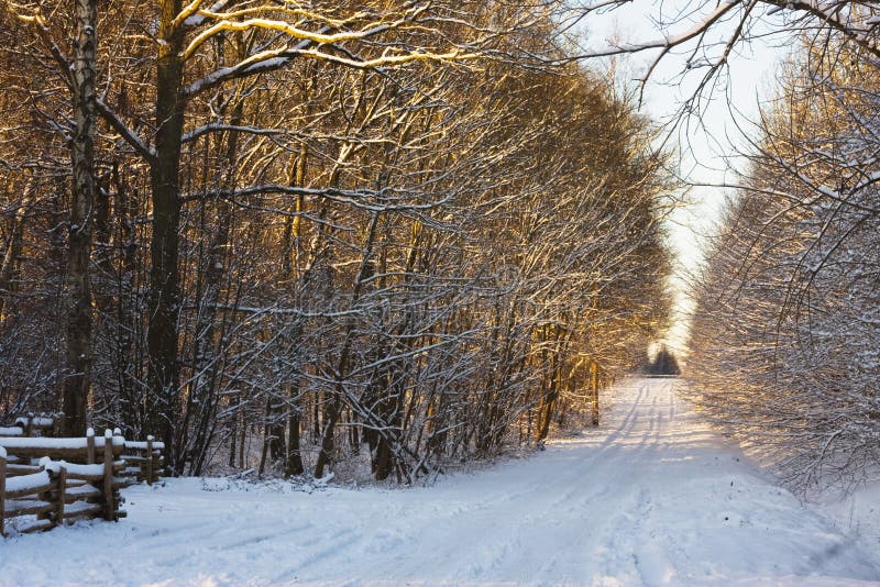 Snow on the Road stock image. Image of snow, pinetrees - 109833025