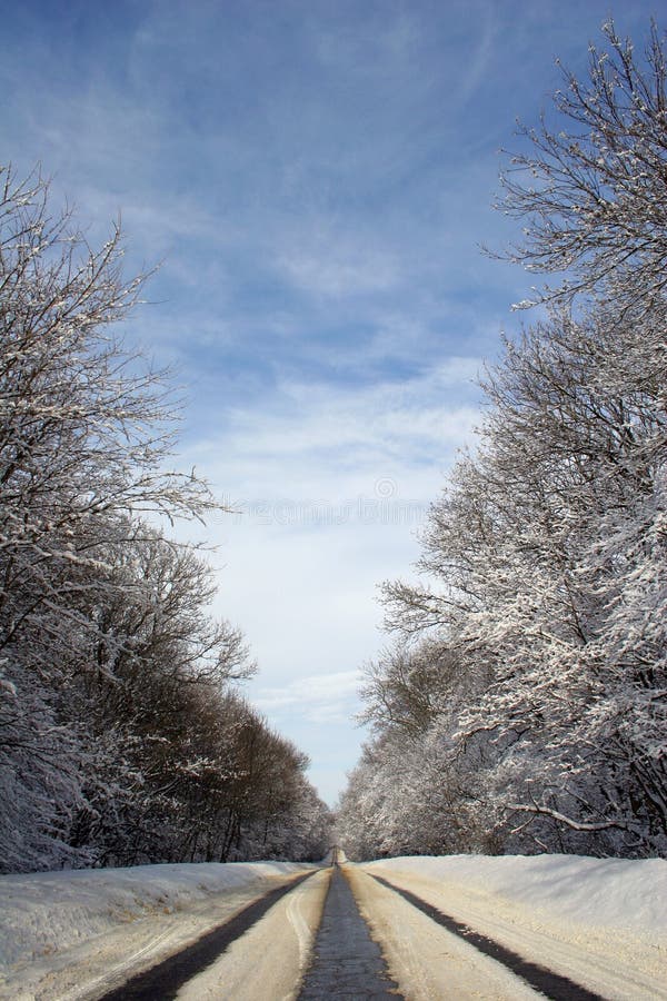 Snow on the Road stock image. Image of snow, pinetrees - 109833025