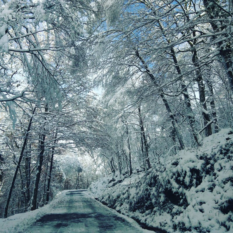 Snow Forest Road stock photo. Image of road, forest - 106718758