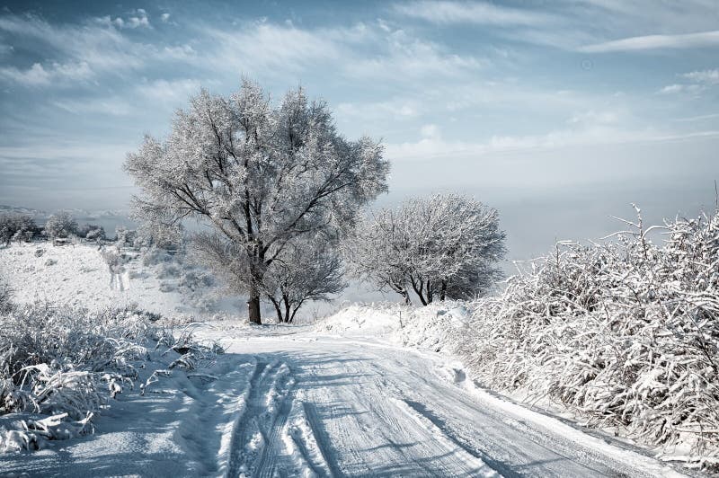 Snow on the Road stock image. Image of snow, pinetrees - 109833025