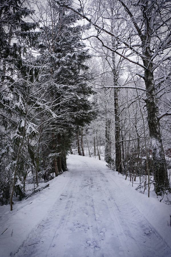 Snow on the Road stock image. Image of snow, pinetrees - 109833025