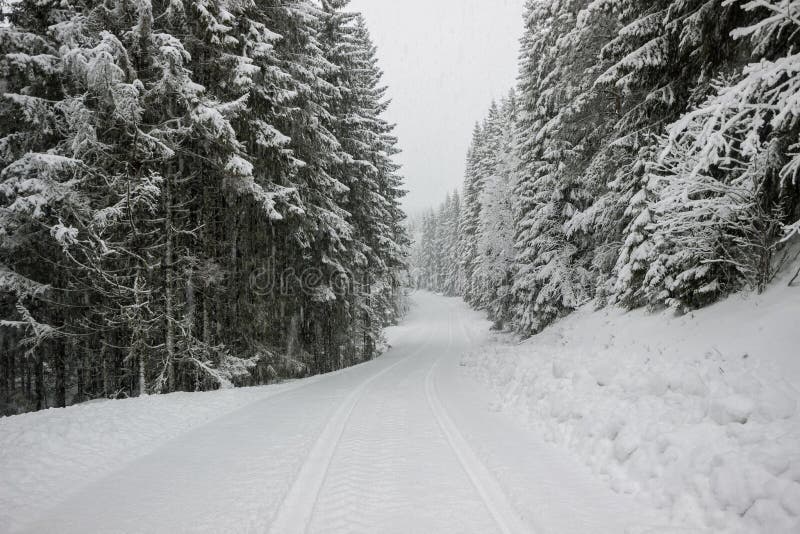Snow on Road with Pine Tree Forest Stock Image - Image of cold, snow ...