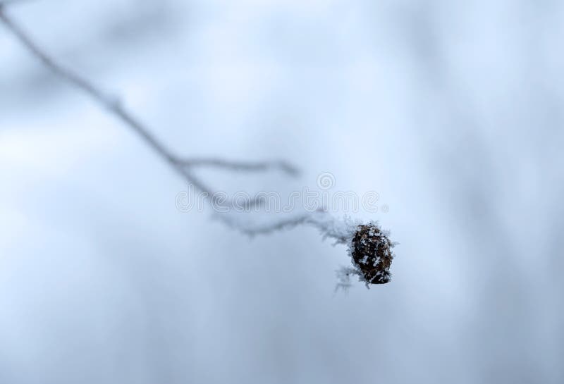 Snow on rosehip stock image. Image of hoar, cold, vivid - 82576569