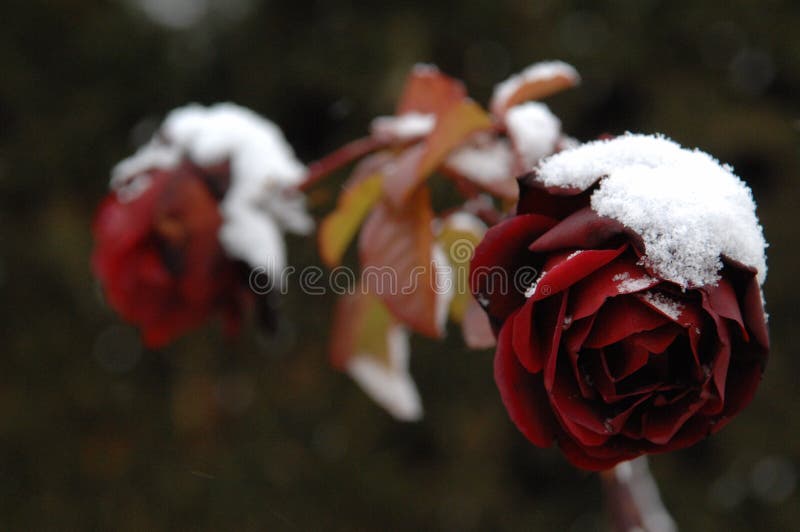 Snow on roses stock photo. Image of passion, precipitation - 29510146