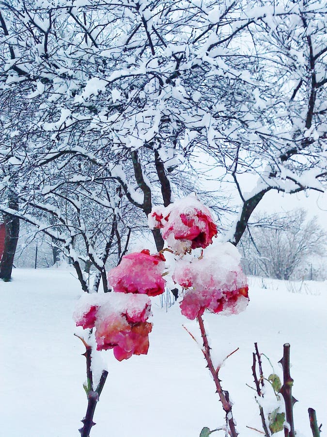 Snow Roses Growing through Snow Stock Image - Image of growing, flower ...