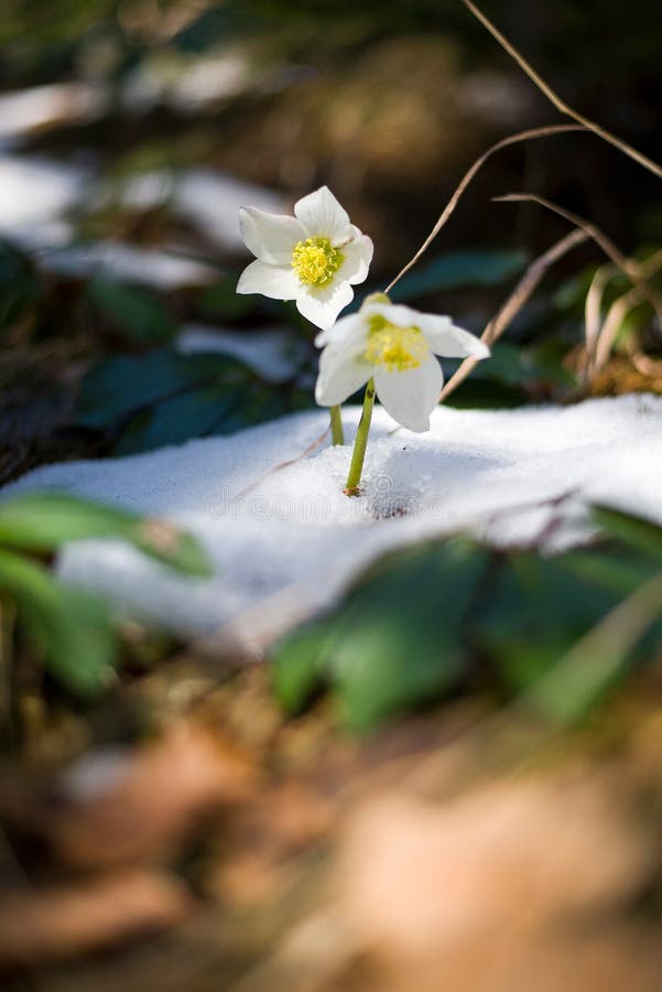 Snow Roses Growing through Snow Stock Image - Image of growing, flower ...