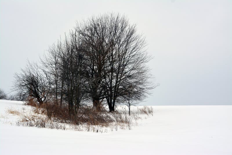 Snow scene stock photo. Image of chilly, pasture, frozen - 40048738