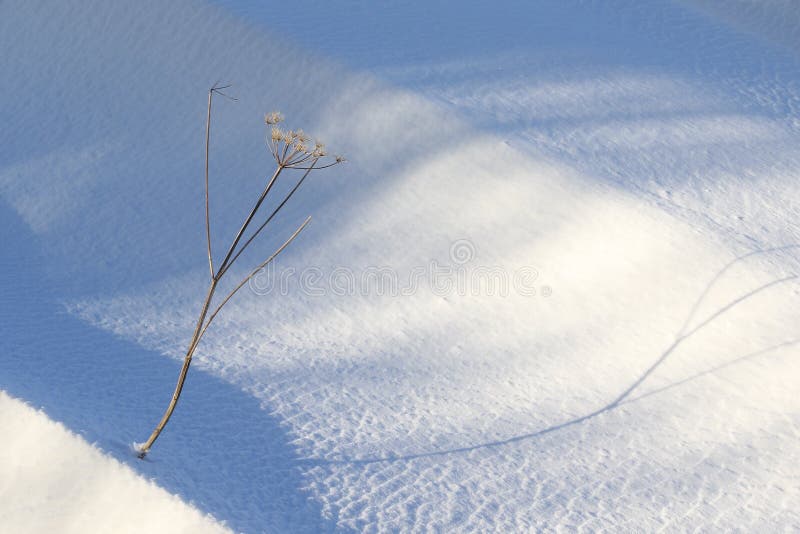 Snow scenes stock photo. Image of white, powder, fields - 117256270
